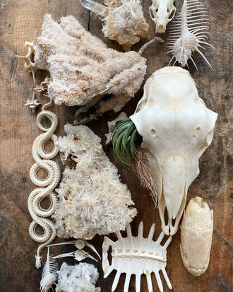 Collections – SEED TO STEM