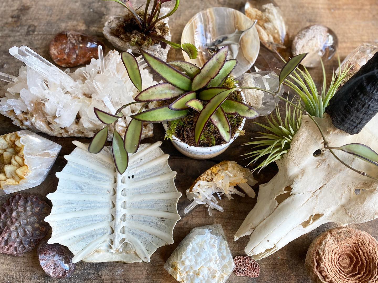 Nature • Houseplants • Lifestyle – SEED TO STEM